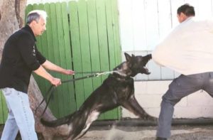K9 Police Dog Training - San Diego, CA - Man K-9