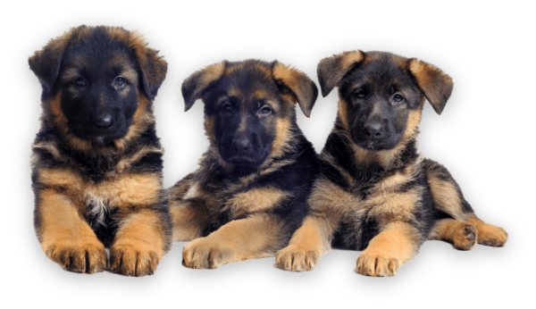 German Shepherd Puppies for Sale | Trained German Shepherds