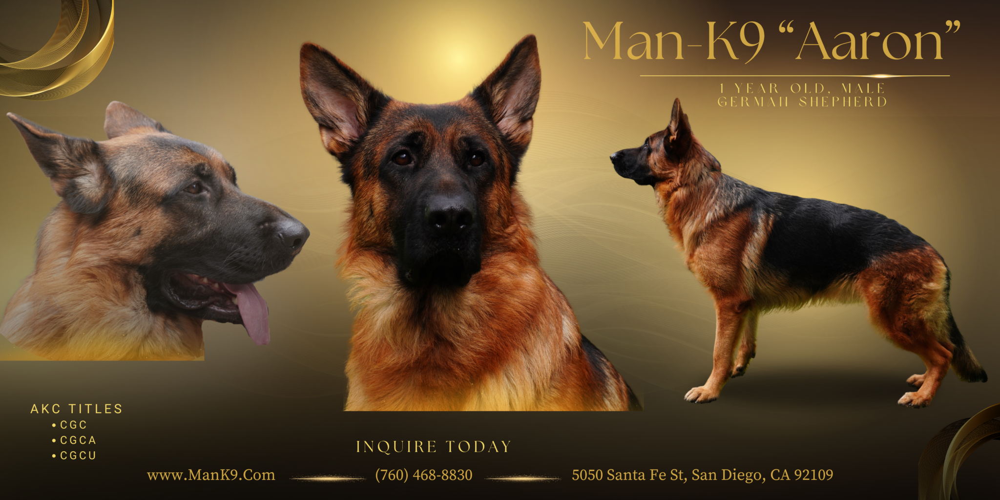 Trained Dogs for Sale: Family and Companion Dogs